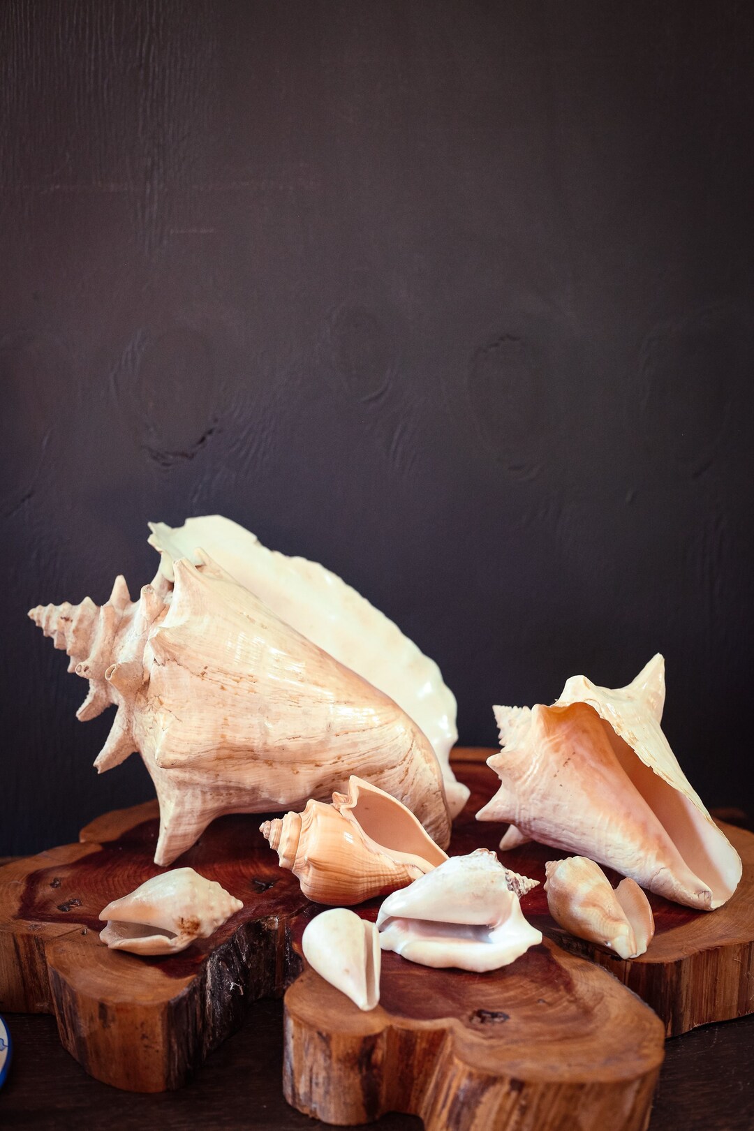 Assorted Conch Shapes & Sizes - Vintage Estate Conch Collection (you ...