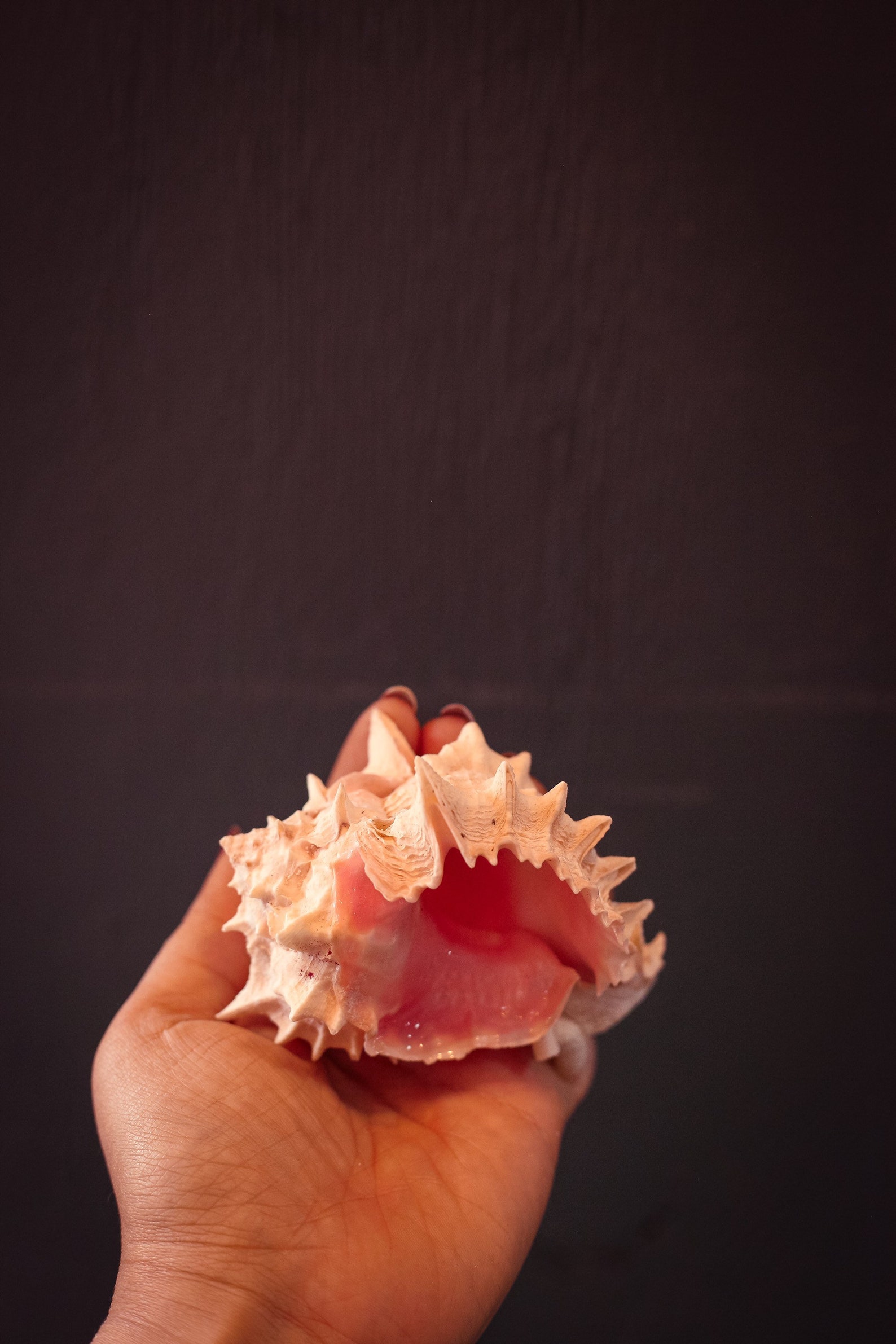 Pink Murex Shell Trios in Organza Bag Airplant Planter | Etsy