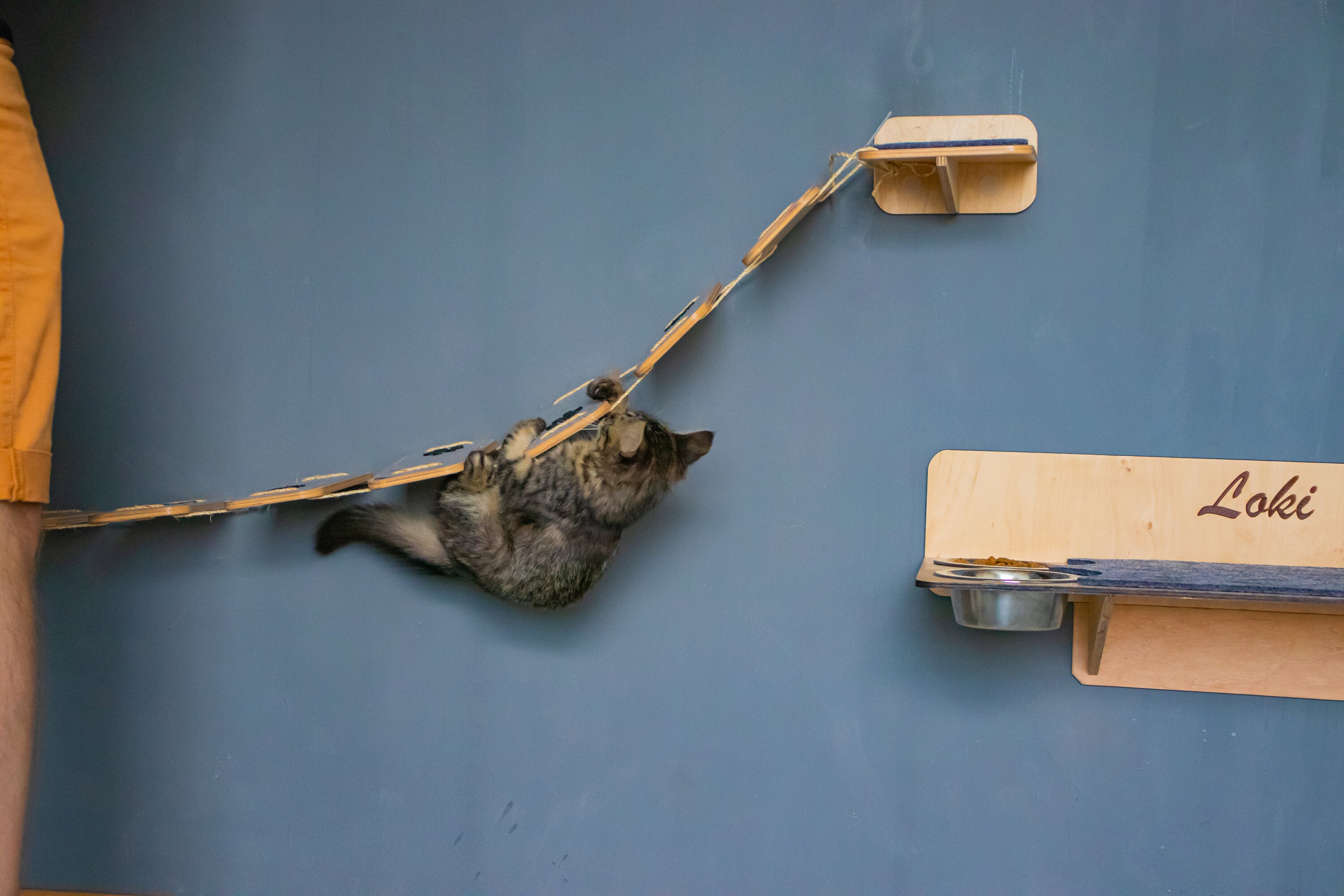 Cat Stairs, Cat Steps, Cat Bridge, Cat Shelves, Cat Climbing Wall - Etsy