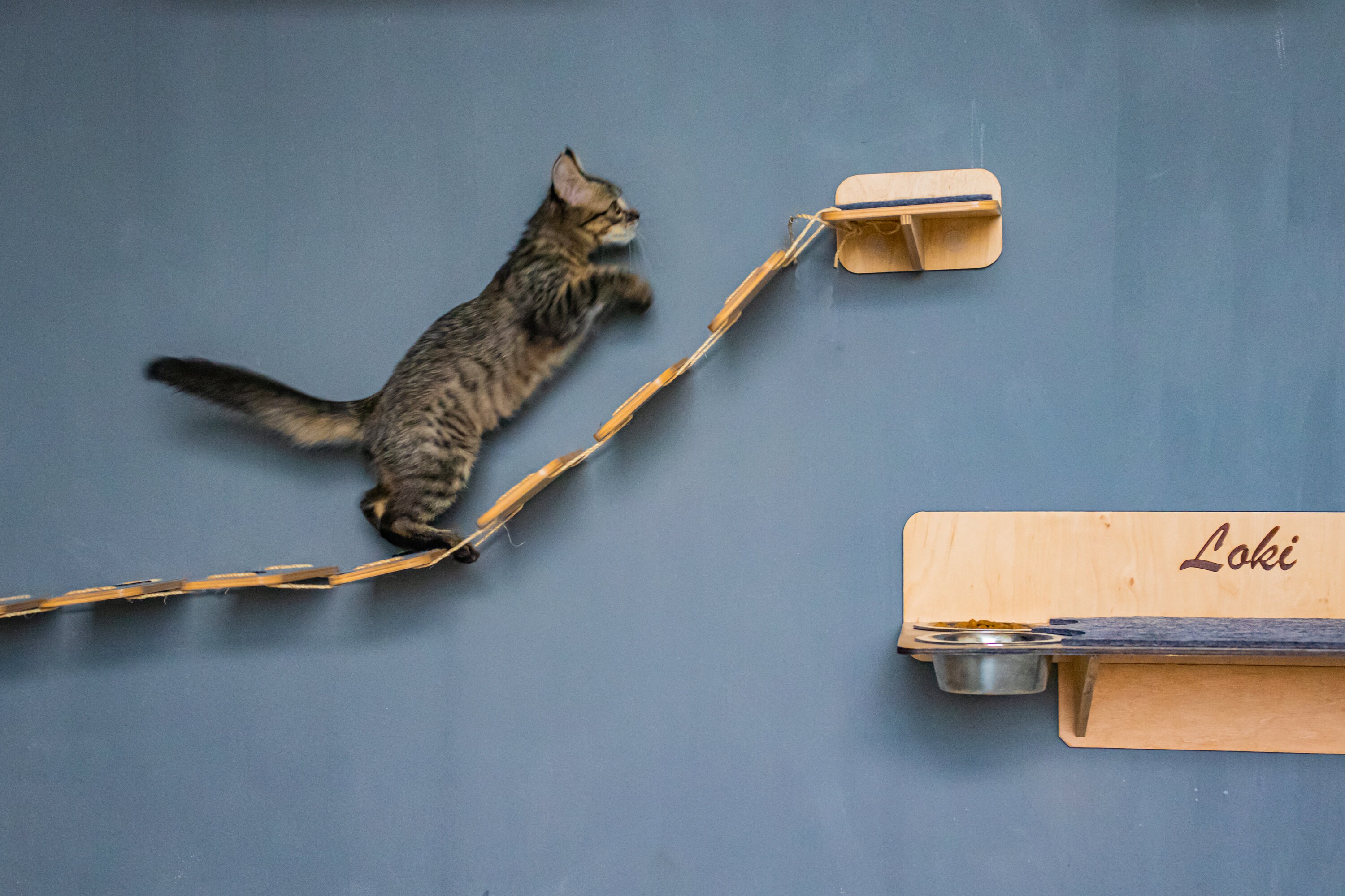 Wall Cat Bridge, Cat Gym, Cat Steps, Cat Shelves - Etsy