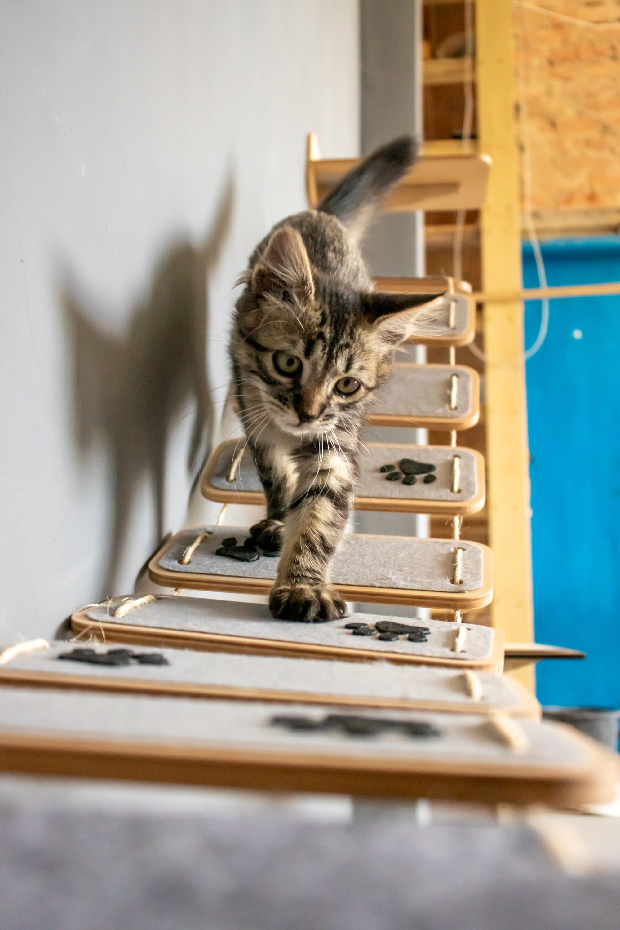 Cat Stairs, Cat Steps, Cat Bridge, Cat Shelves, Cat Climbing Wall - Etsy