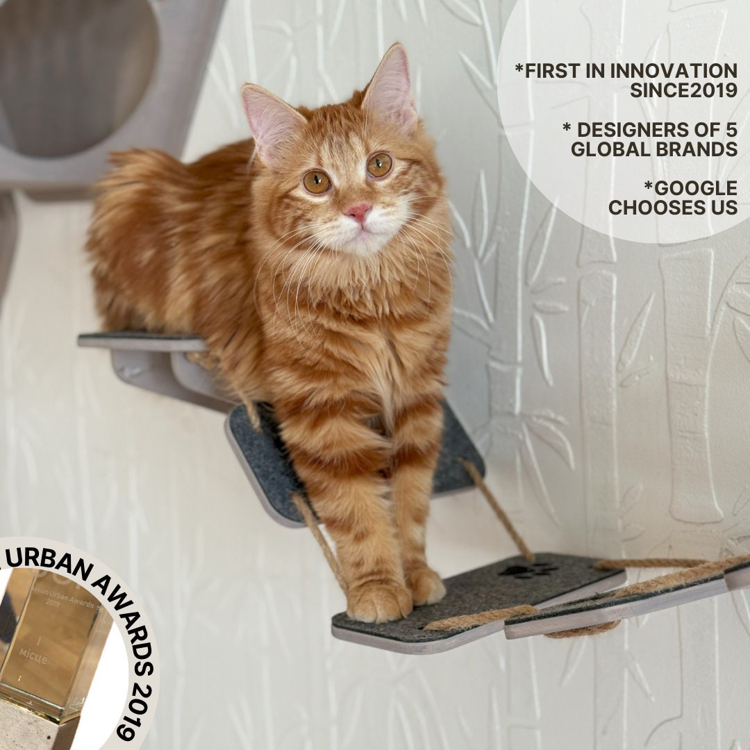 Modern Floating Cat Wall Gym, Furniture for Cat With Wall Ladder ...