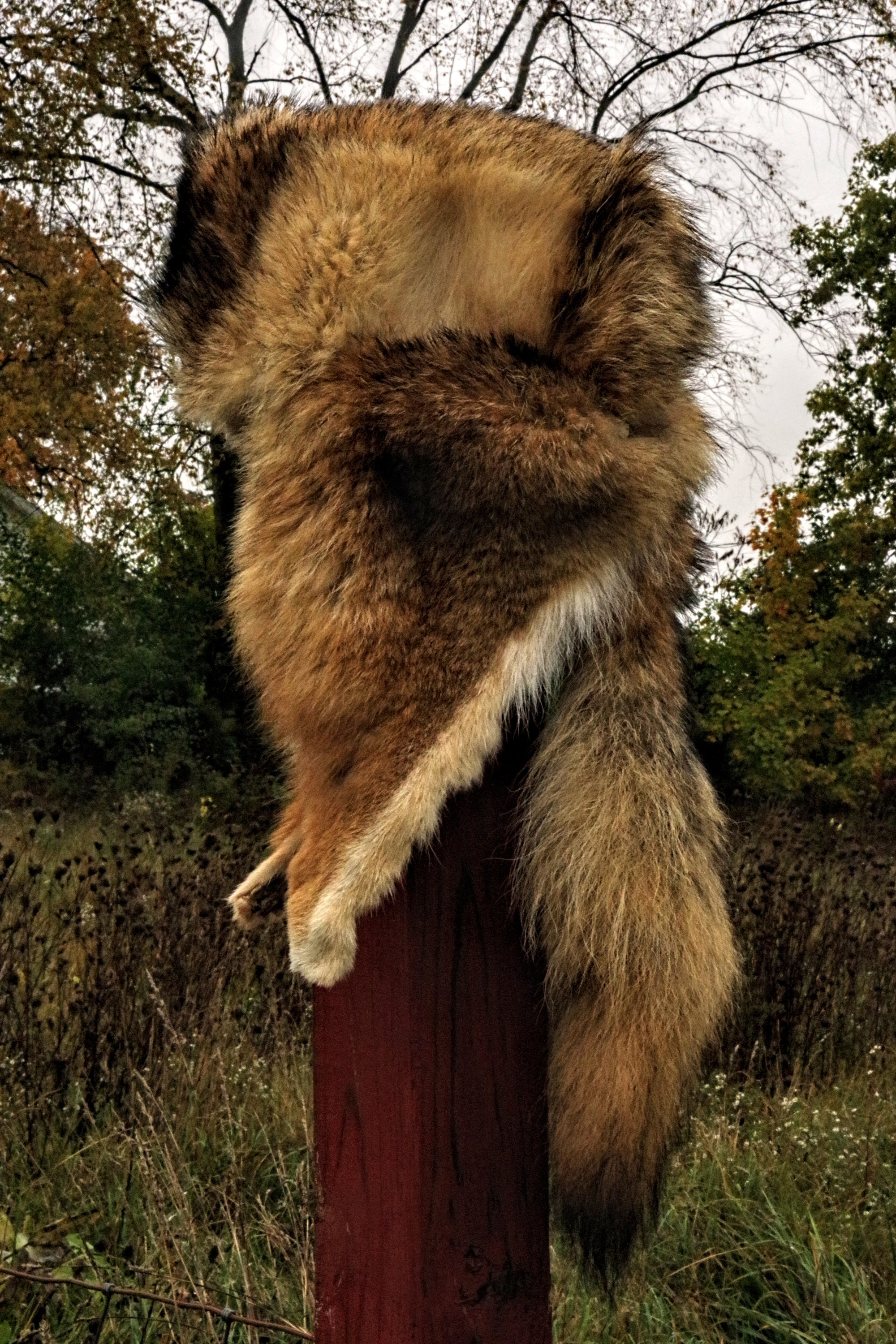 Coyote Fur Hat Pattern