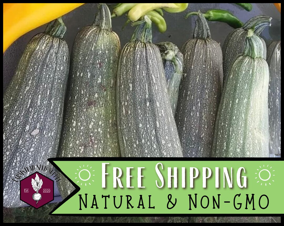 225 Zucchini Seeds (grey) | Rare Heirloom, Non-gmo, Vegetable Gardening ...