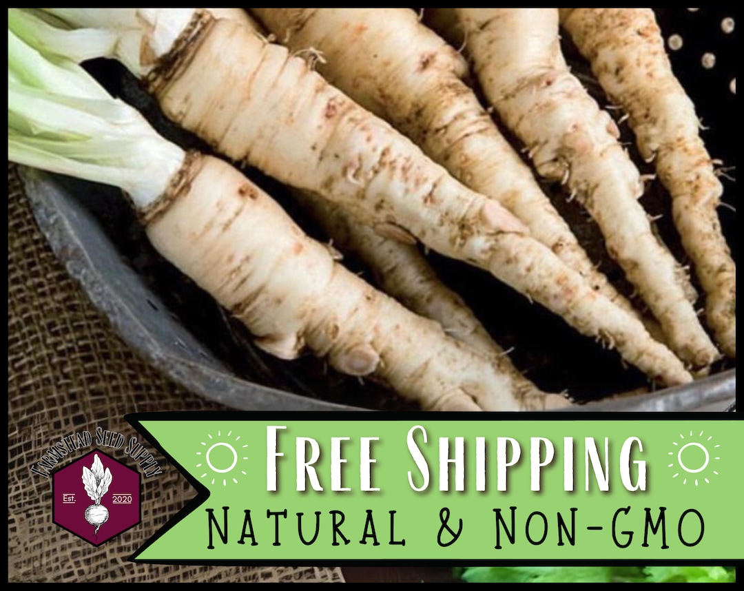 900 Salsify Seeds (sandwich Island) | Heirloom, Non-gmo, Vegetable ...