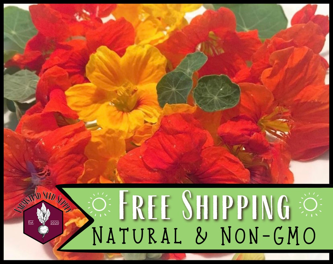 185 Nasturtium Seeds (multi-color Jewel Mix) | Non-gmo, Flower ...