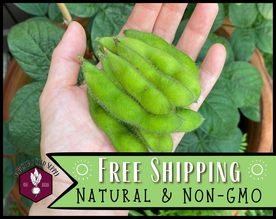 100 Edamame Soybean Seeds (besweet) | Heirloom, Non-gmo, Vegetable ...