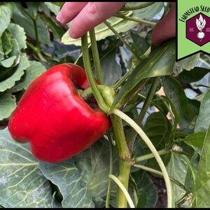 2,400 Sweet Red Pepper Seeds (yolo Wonder) | Heirloom, Non-gmo ...