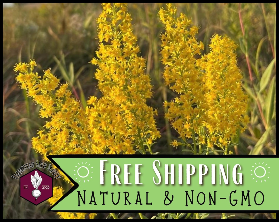 5,700 Showy Goldenrod Seeds | Perennial Wildflower Plant Seeds for Native Flower Gardening ...