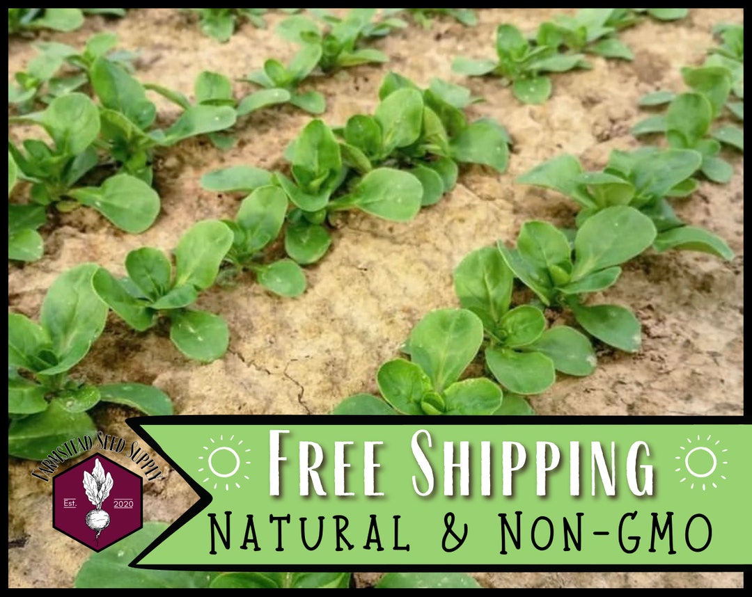 4,000 Corn Salad (dutch Mache) Seeds | Heirloom, Non-gmo, Vegetable ...