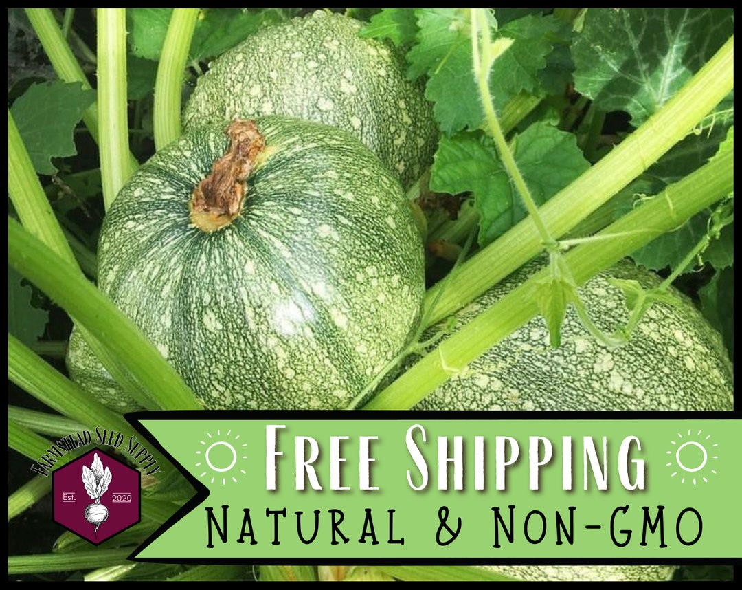 200 Zucchini Seeds (round) | Rare Heirloom, Non-gmo, Vegetable ...