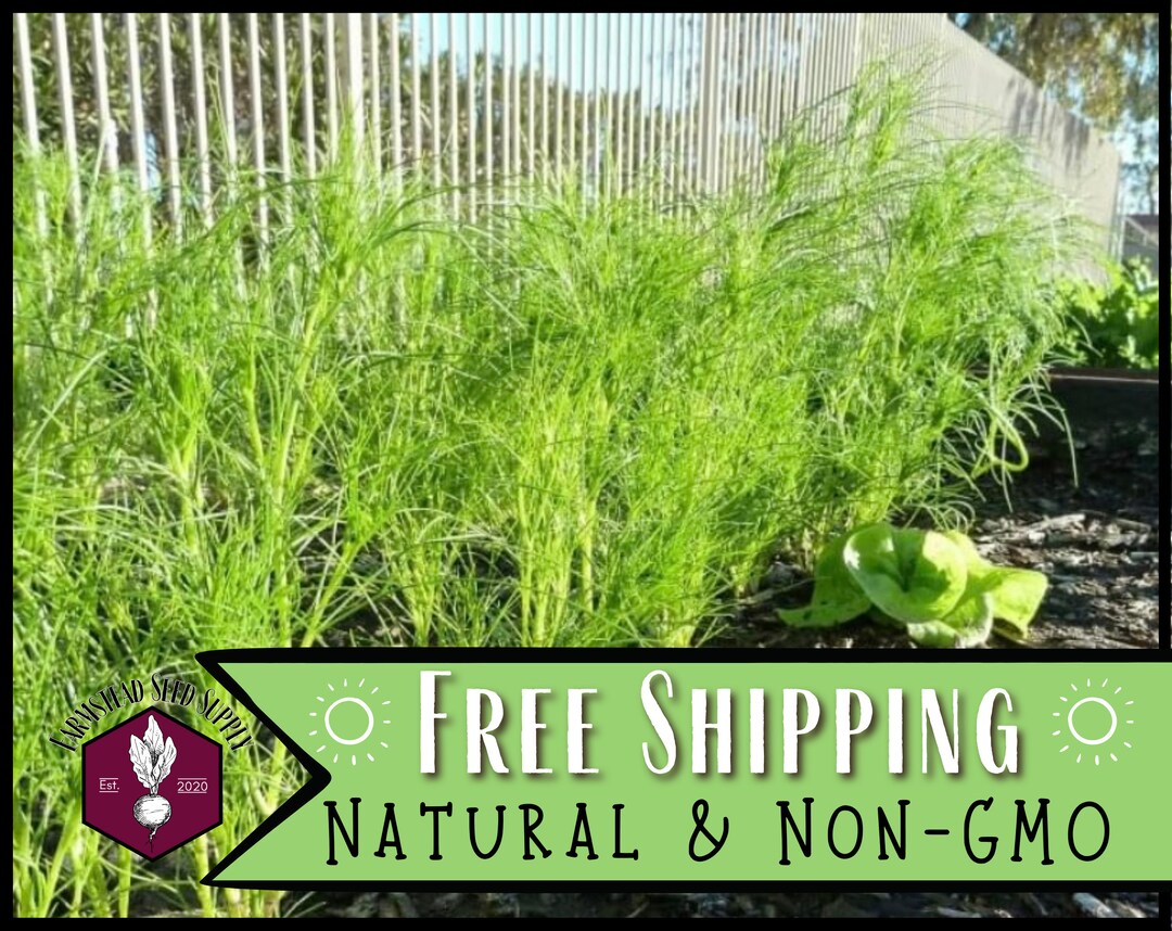 4,000 Cumin Herb Seeds | Non-gmo Herb Seed Packet, Container Herb ...