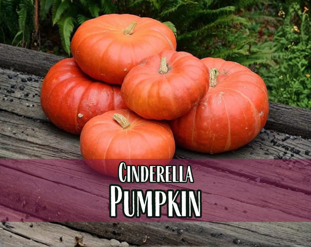 60 Pumpkin Seeds (cinderella) | Rare Heirloom, Non-gmo, Vegetable ...