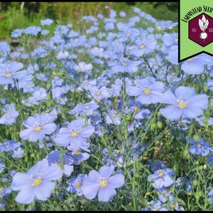 14,500 Blue Flax Seeds | Flower Gardening, Perennial Wildflower Plant ...