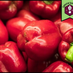 2,400 Sweet Red Pepper Seeds (yolo Wonder) | Heirloom, Non-gmo ...