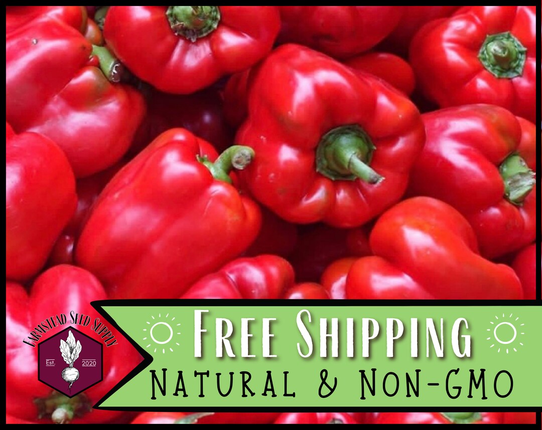 2,400 Sweet Red Pepper Seeds (yolo Wonder) | Heirloom, Non-gmo ...