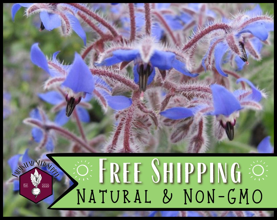 1,200 Borage Seeds (common) | Non-gmo Native Wildflower Garden Flower ...