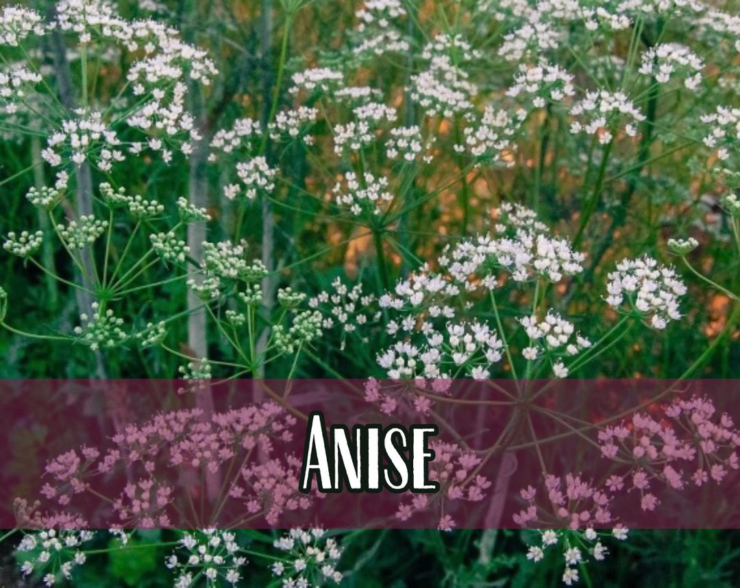 6,700 Anise Seeds | Heirloom, Non-gmo, Herb Seeds, Vegetable Gardening ...