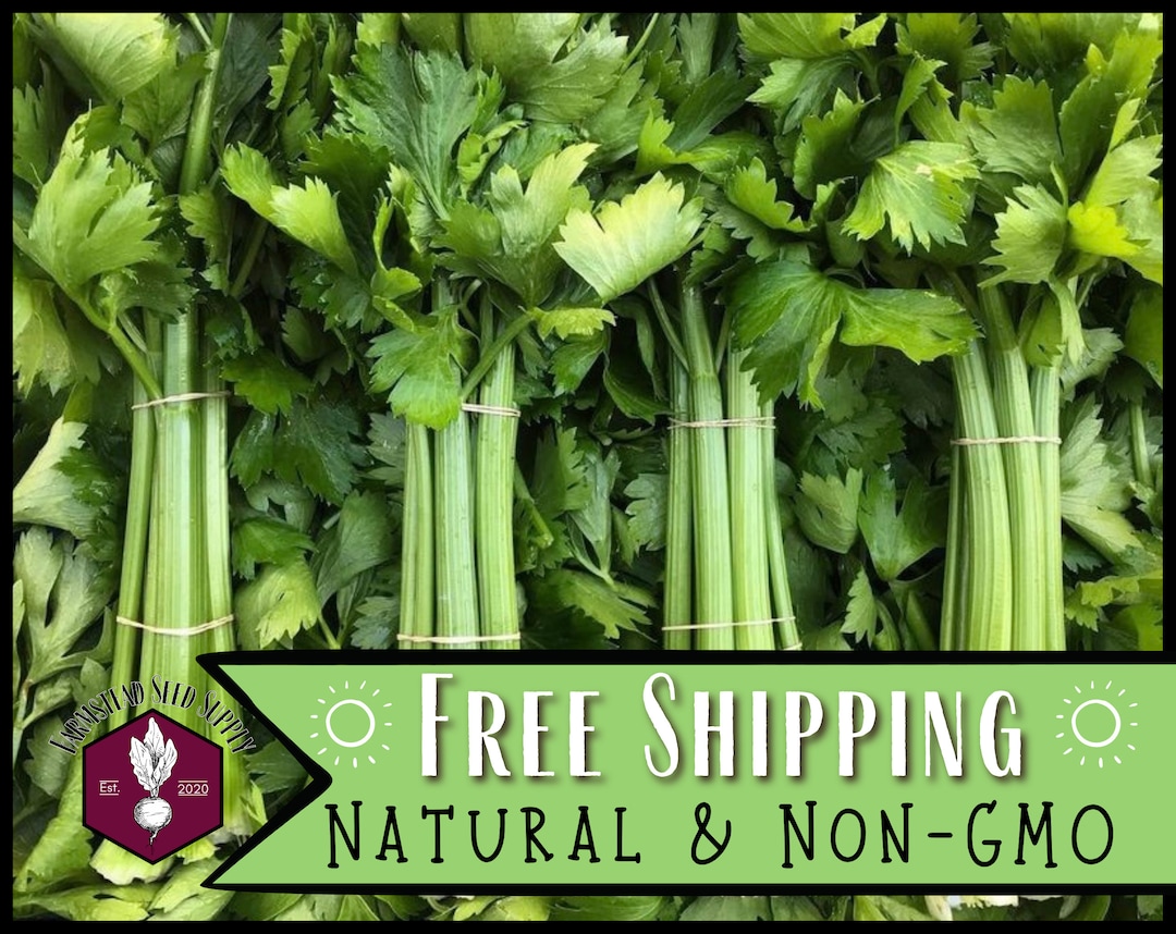58,800 Celery Seeds (utah 52-70) | Heirloom, Non-gmo, Vegetable ...