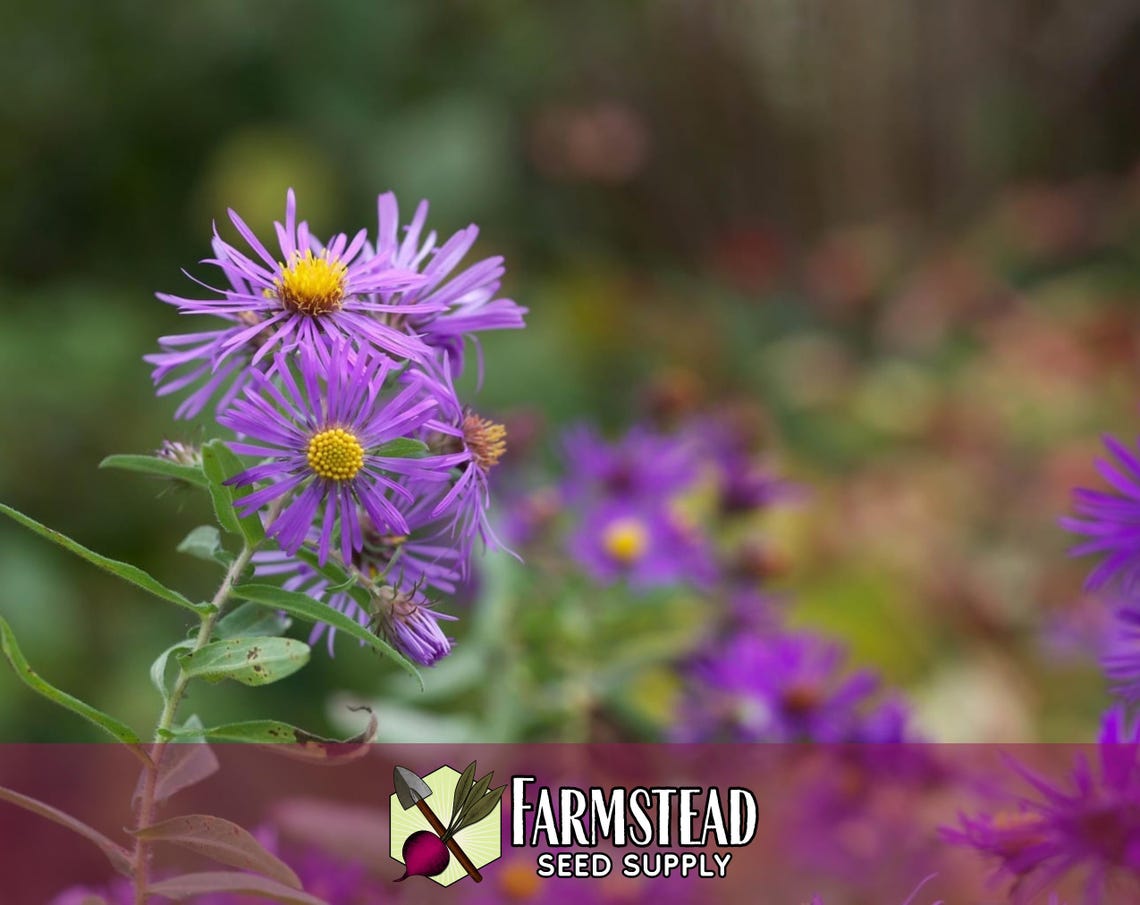 5,000 New England Aster Seeds | Native Wildflower Gardening Plant Seed ...