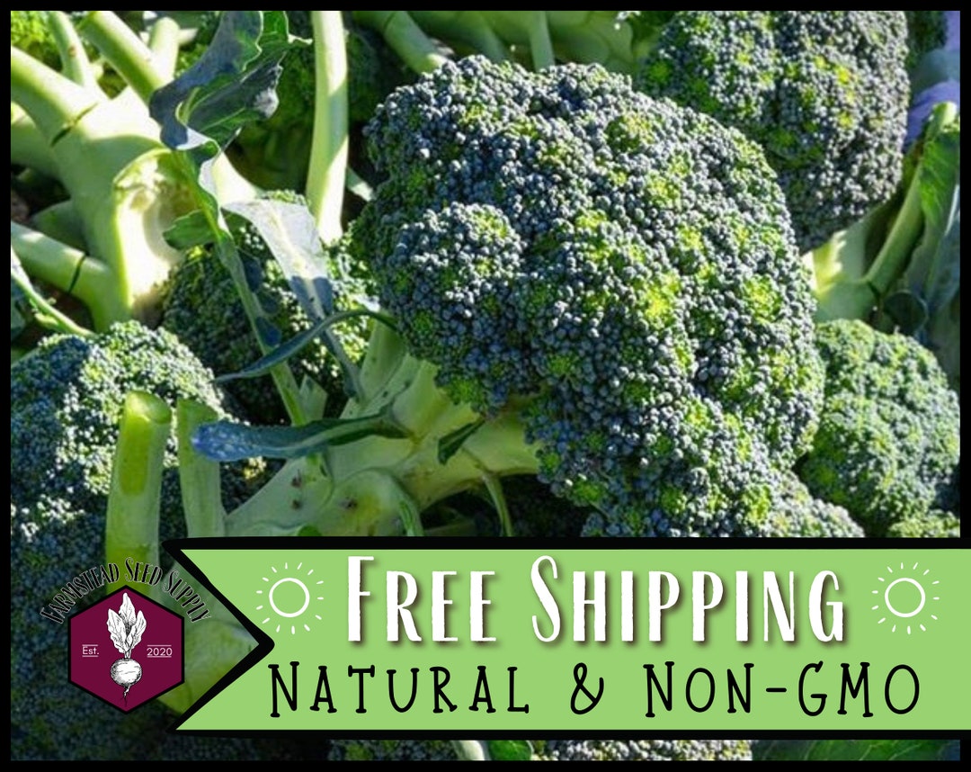 10,000 Broccoli Seeds (waltham 29) | Heirloom, Non-gmo, Vegetable ...