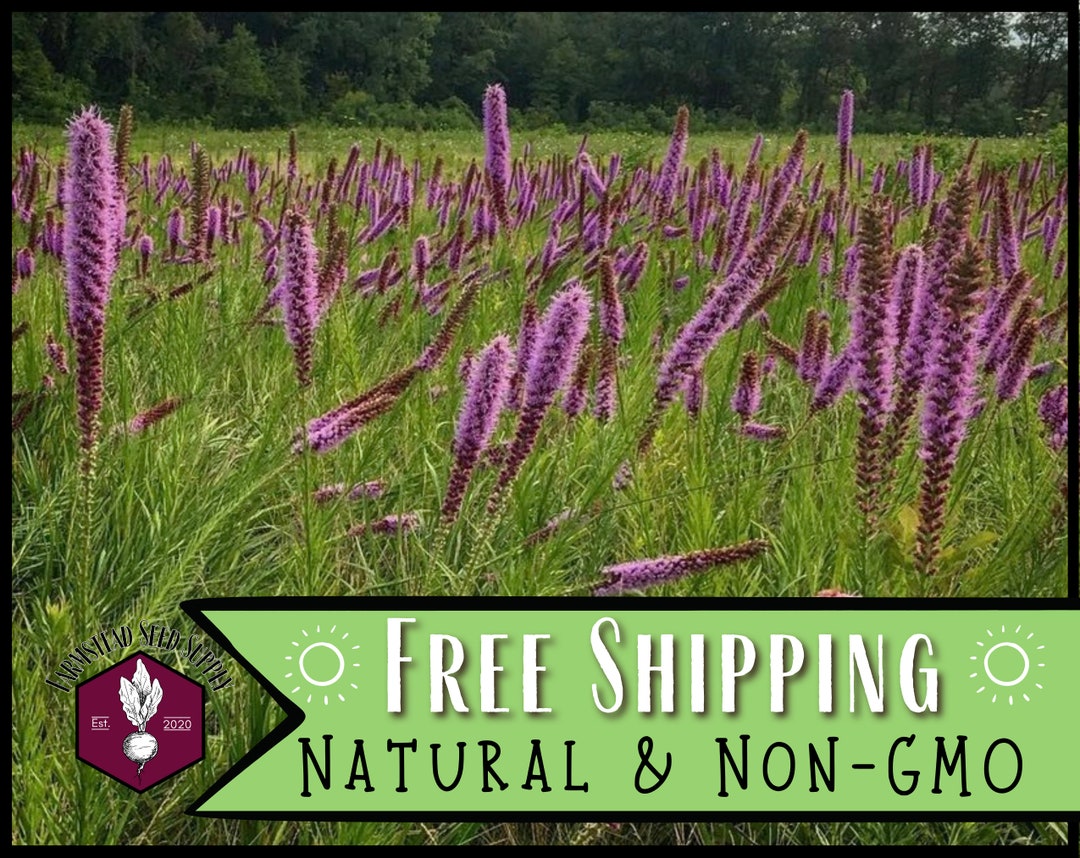3,700 Blazing Star Prairie Seeds | Non-gmo Native Perennial Wildflower ...