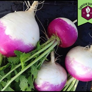 14,000 Turnip Seeds (purple Top White Globe) | Heirloom, Non-gmo ...
