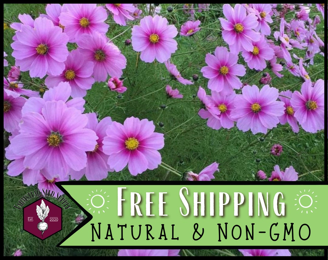 2,600 Pink Gloria Cosmos Seeds | Native Wildflower Seeds to Plant for ...