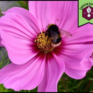 2,600 Pink Gloria Cosmos Seeds | Native Wildflower Seeds to Plant for ...