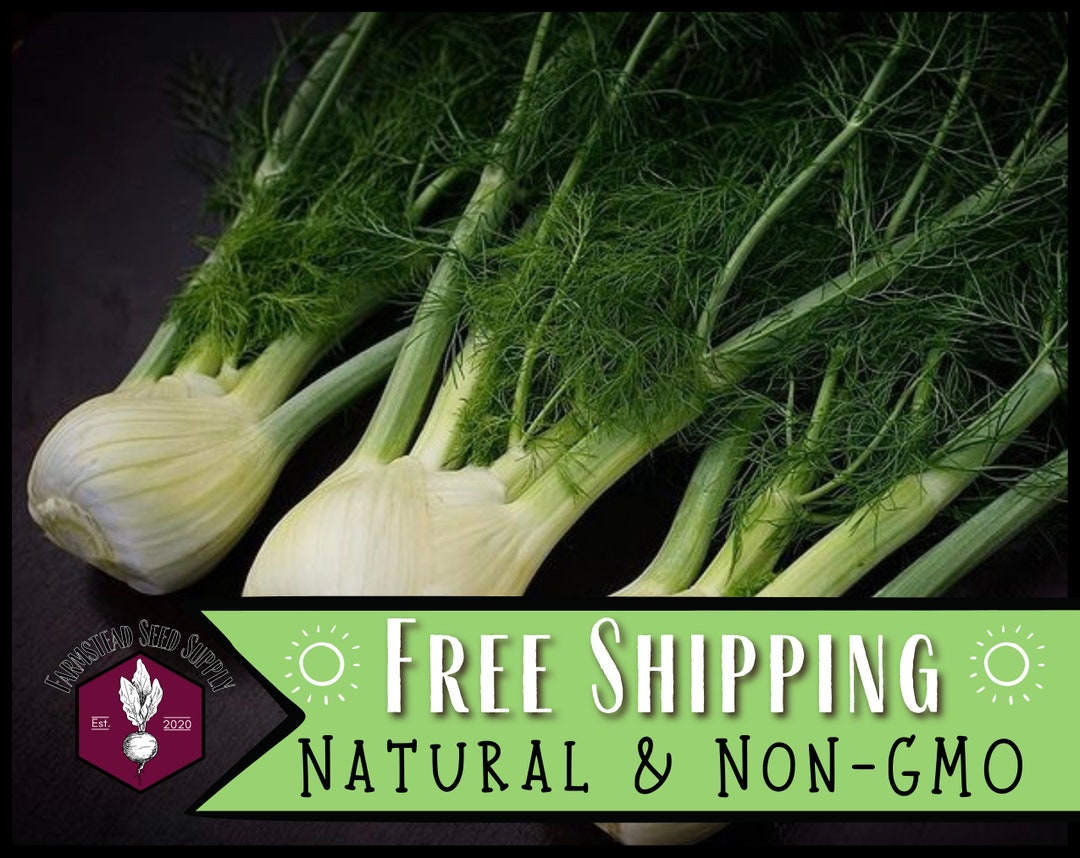3,700 Fennel Seeds (florence) | Heirloom, Non-gmo, Vegetable Gardening ...