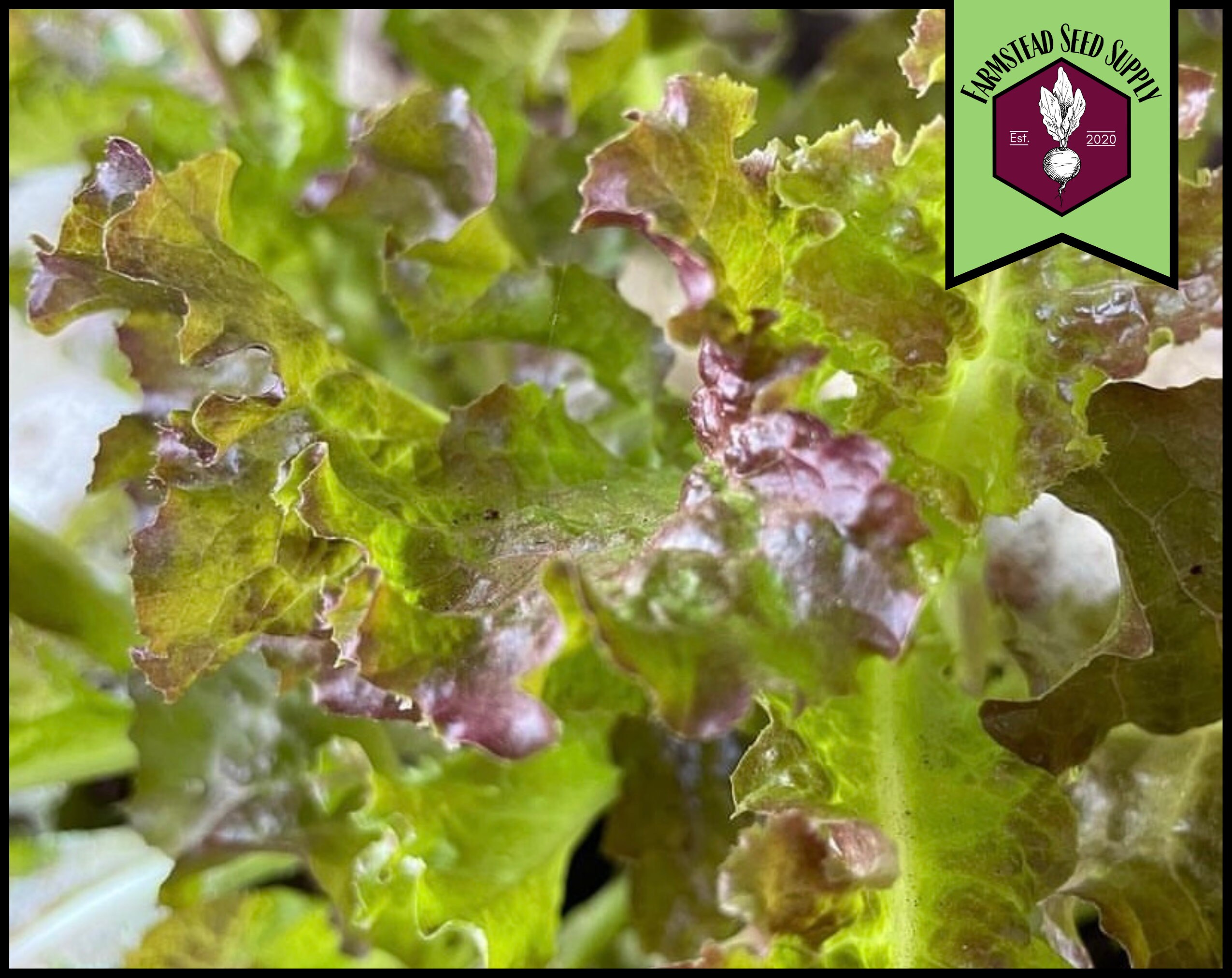 21,100 Lettuce Seeds (prizehead) | Heirloom, Non-gmo, Vegetable Garden ...