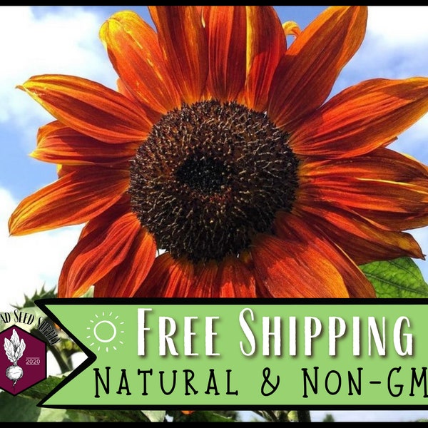 Rare Sunflower Seeds - Etsy