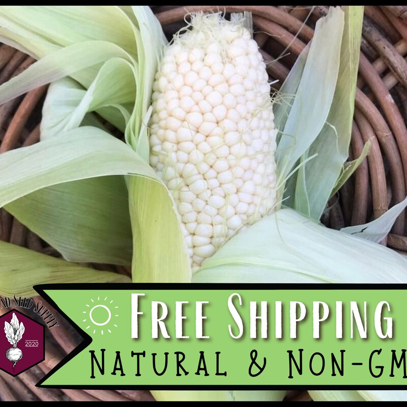 Heirloom Corn - Etsy