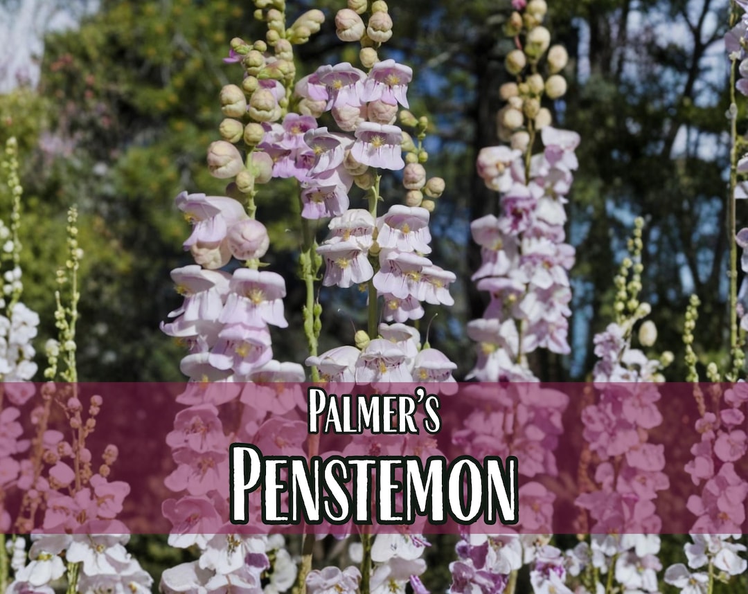 17,800 Palmer's Penstemon Seeds | Native Flower Gardening Seed for ...