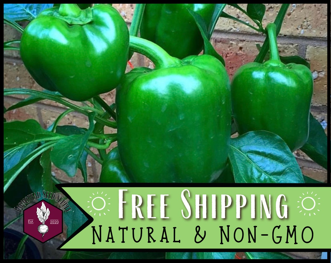 2,400 Sweet Green Pepper Seeds (cal Wonder) | Heirloom, Non-gmo ...