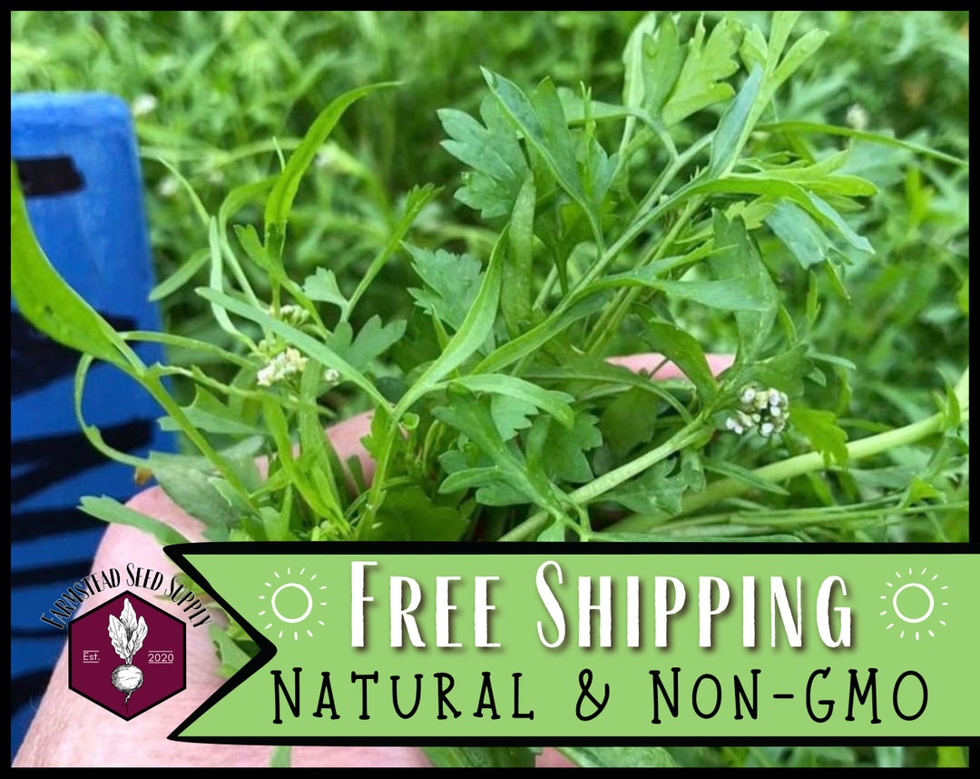 11,600 Cress Seeds (curled) | Heirloom, Non-gmo, Vegetable Gardening ...