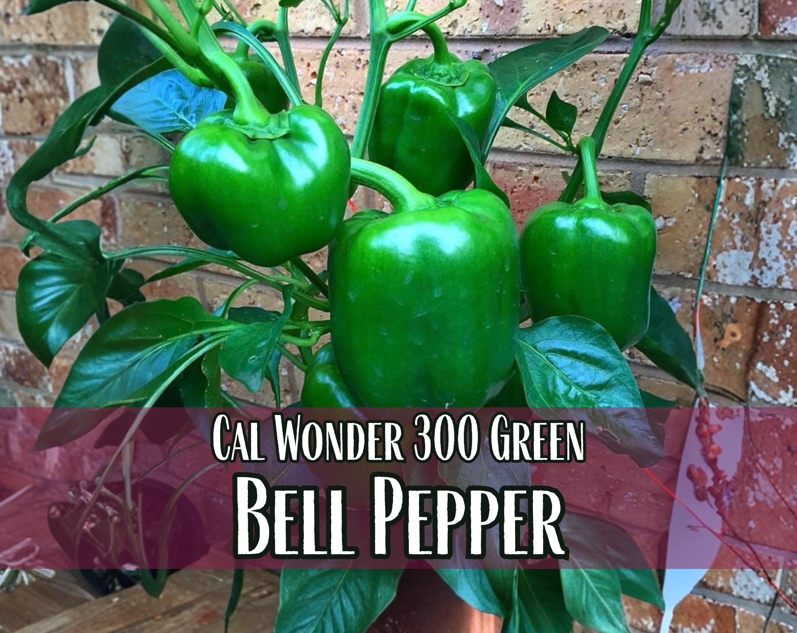 2,400 Sweet Green Pepper Seeds (cal Wonder) | Heirloom, Non-gmo ...