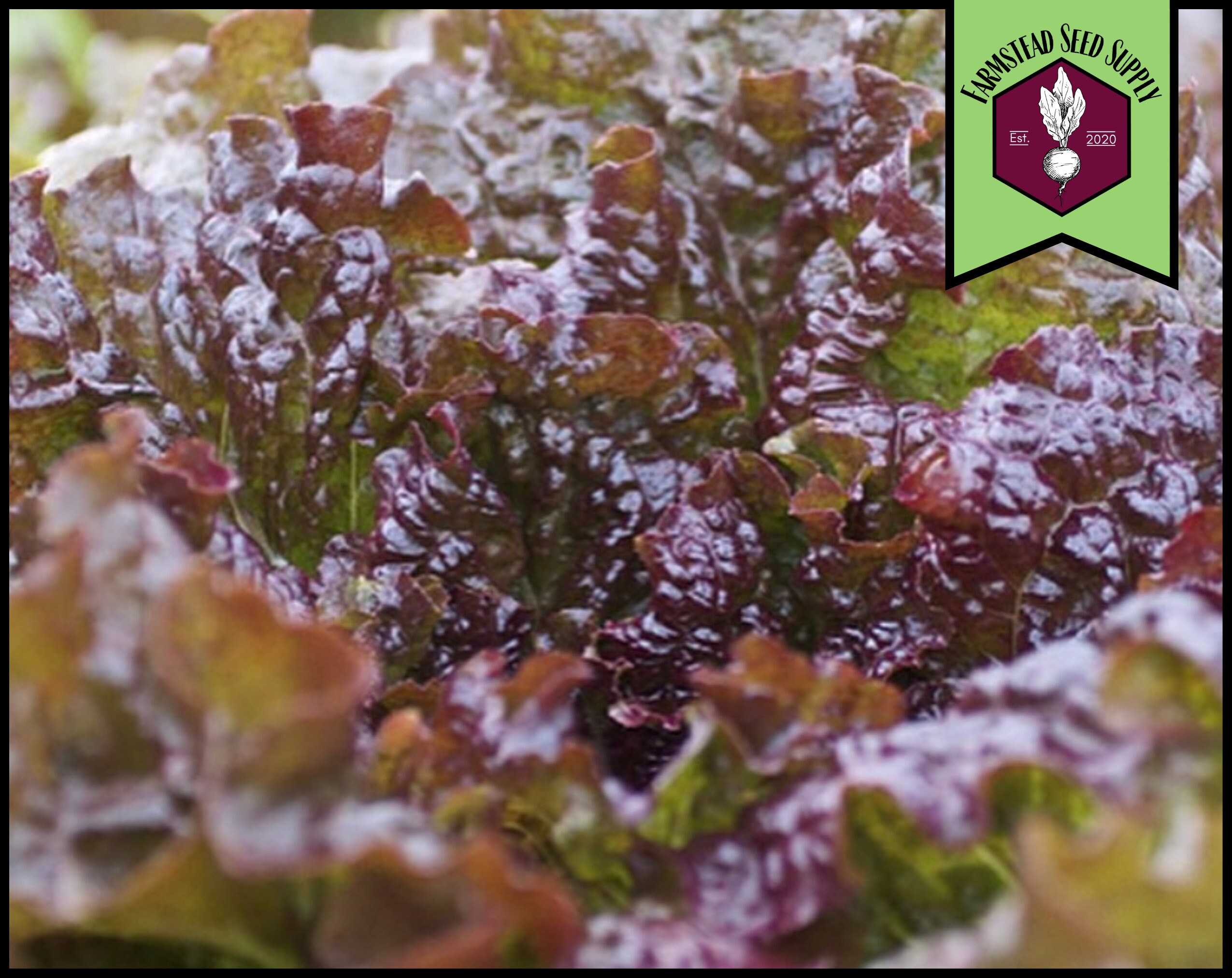 21,100 Lettuce Seeds (prizehead) | Heirloom, Non-gmo, Vegetable Garden ...