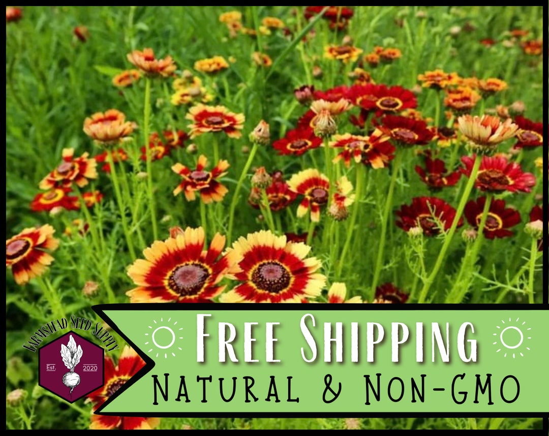 3,700 Painted Daisy Seeds | Wildflower Gardening Plant Seed Packet for ...