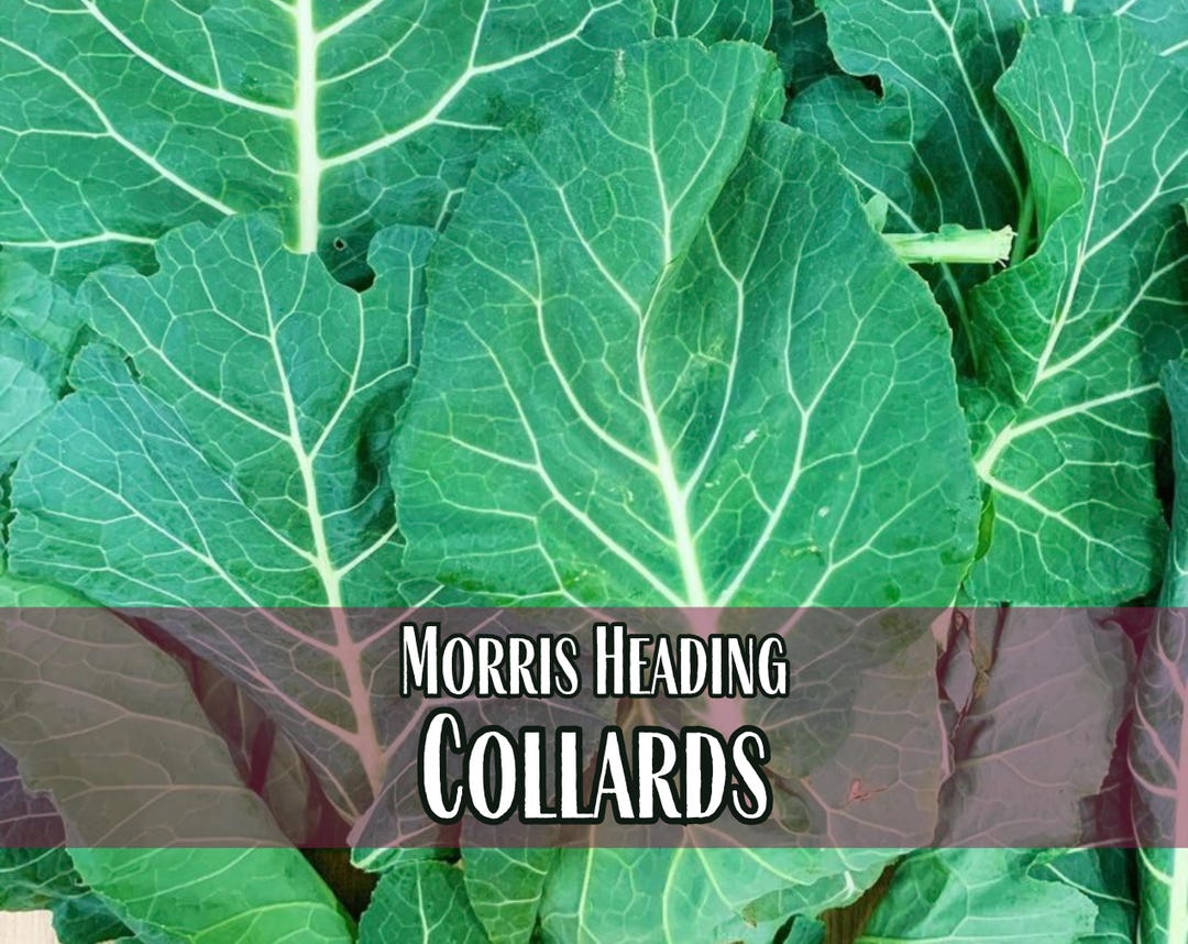 10,900 Collard Seeds (morris Heading) | Heirloom, Non-gmo, Vegetable ...