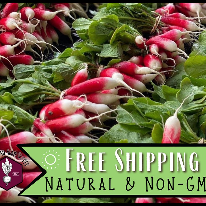 Radish - Etsy