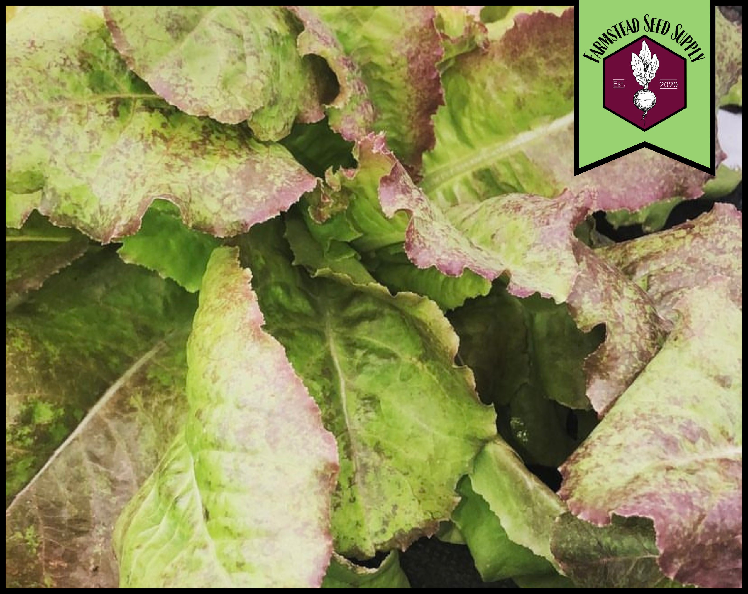 21,100 Lettuce Seeds (prizehead) | Heirloom, Non-gmo, Vegetable Garden ...