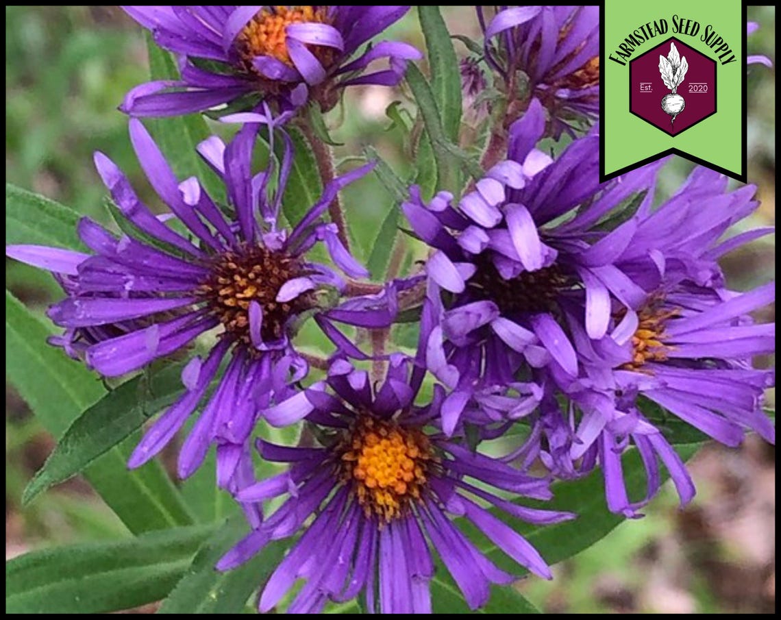 5,000 New England Aster Seeds | Native Wildflower Gardening Plant Seed ...