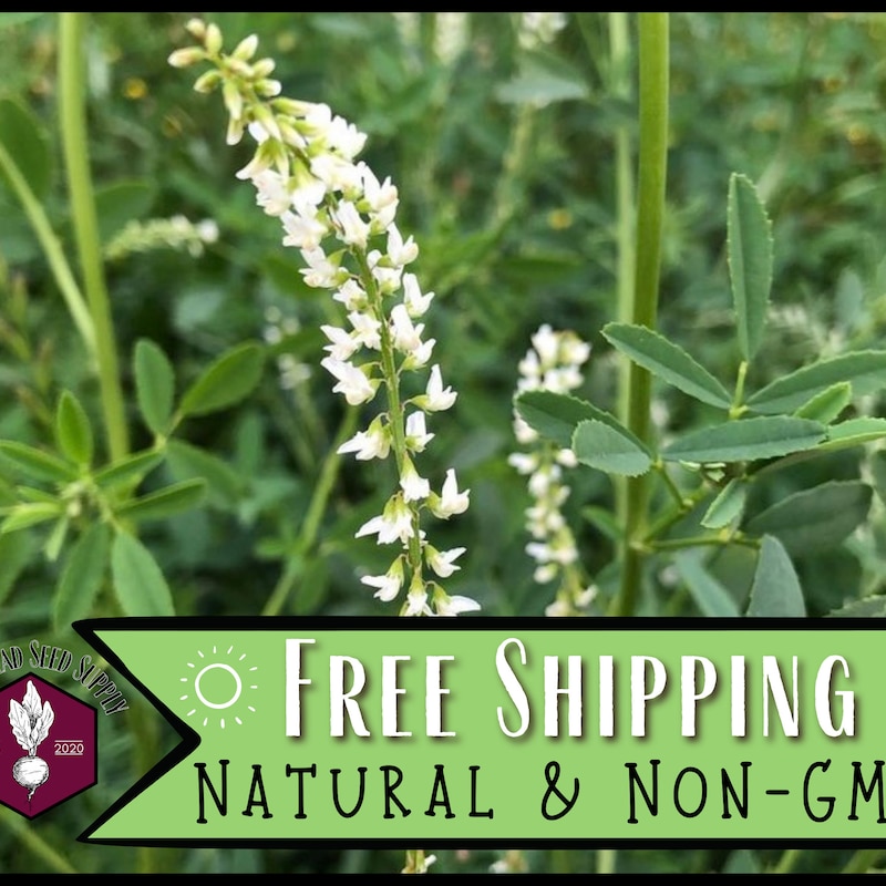 Beaded Bulb Cover - Etsy