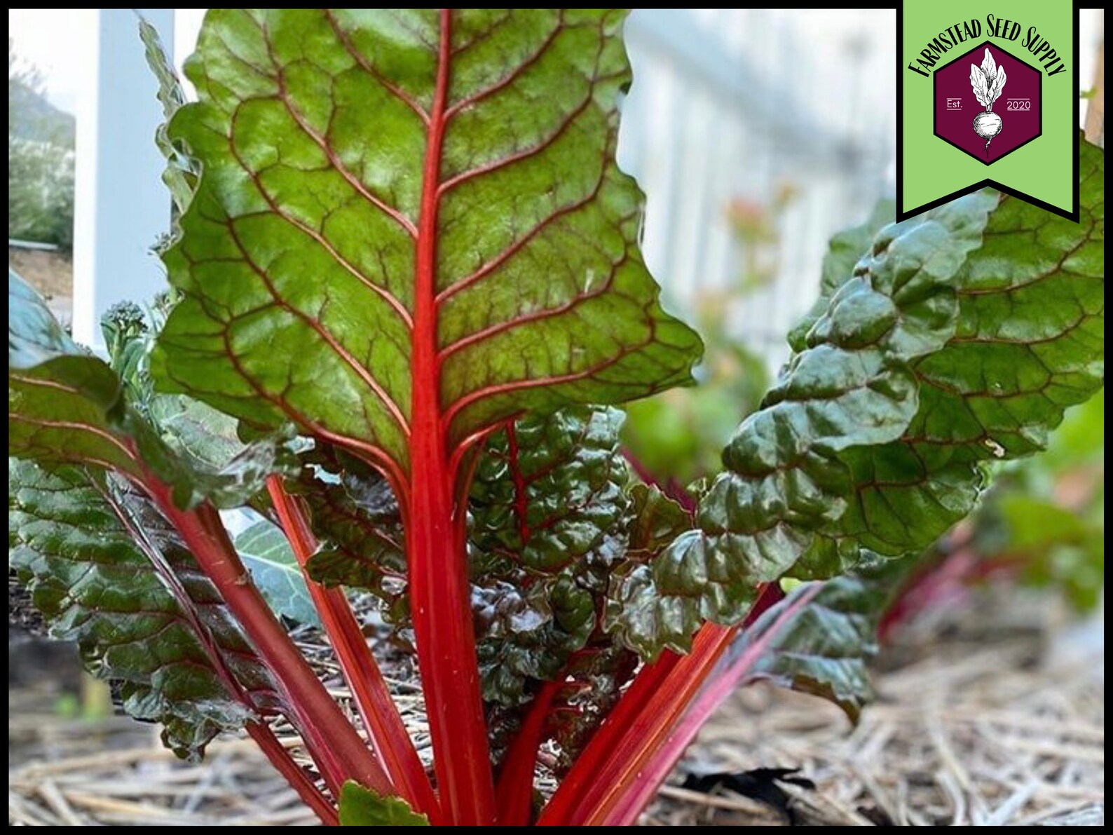 650 Swiss Chard Seeds (red Ruby) | Heirloom, Non-gmo, Vegetable ...
