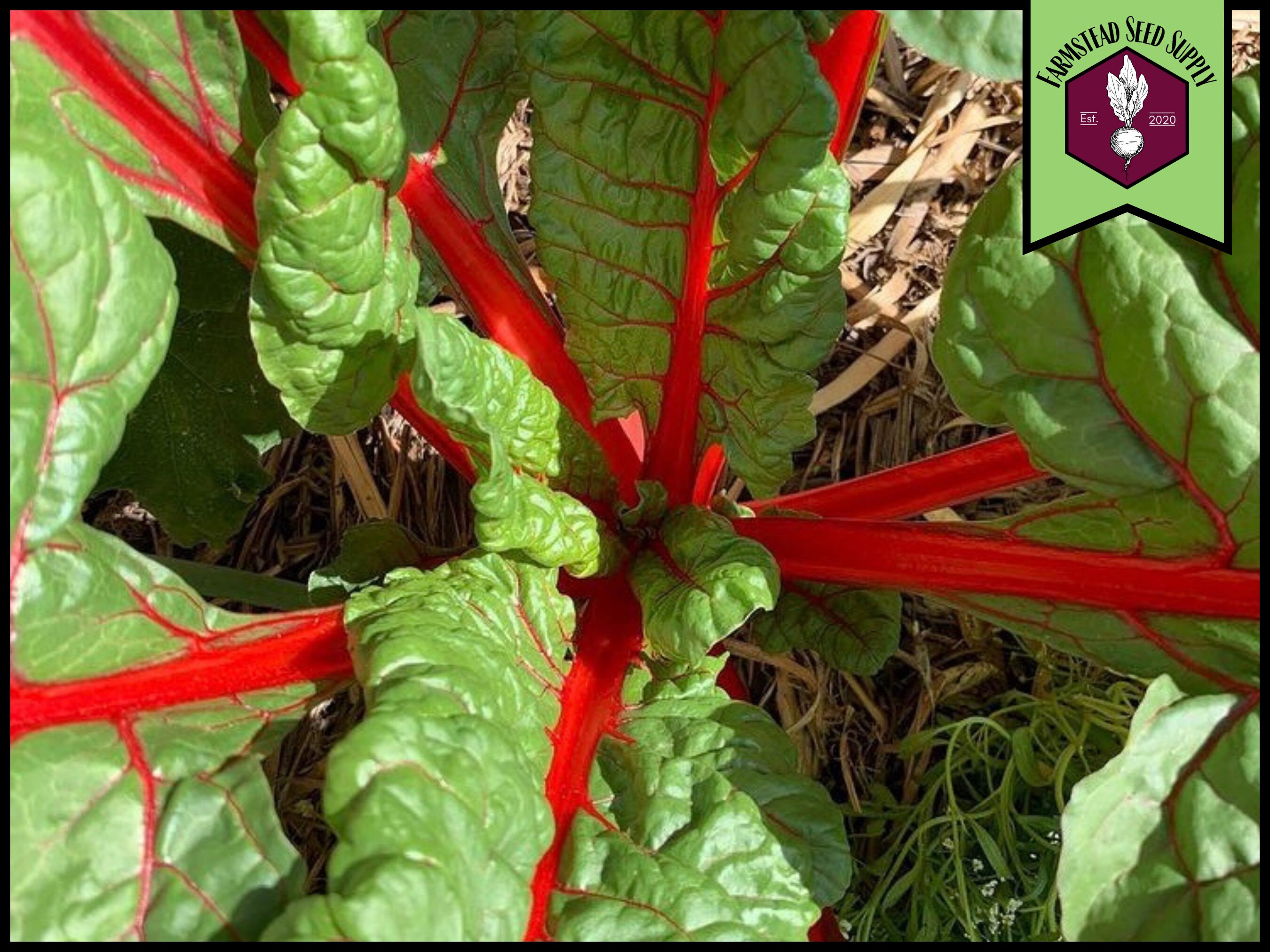650 Swiss Chard Seeds (red Ruby) | Heirloom, Non-gmo, Vegetable ...