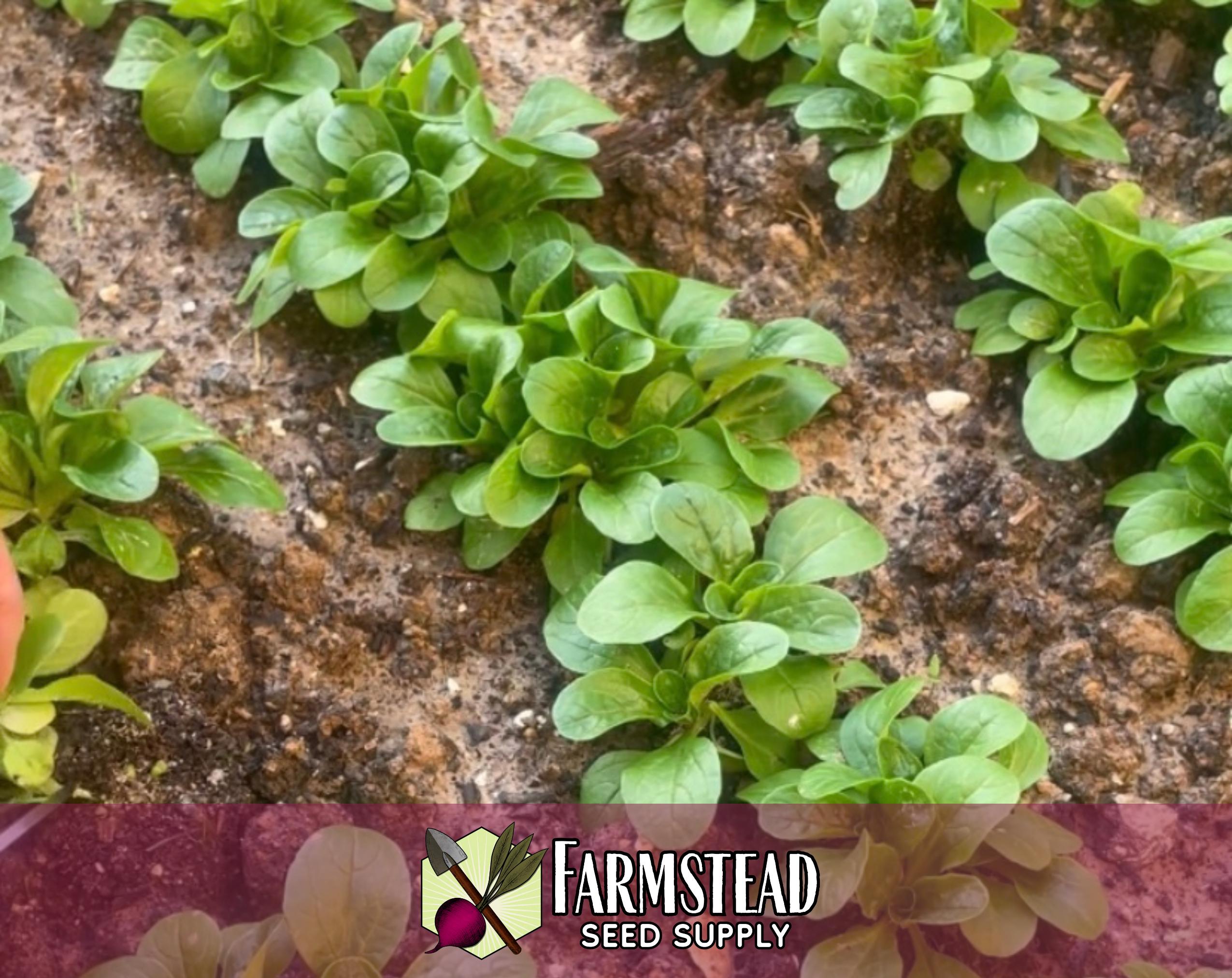 4,000 Corn Salad (dutch Mache) Seeds | Heirloom, Non-gmo, Vegetable ...