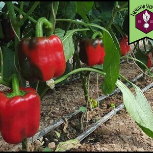 2,400 Sweet Red Pepper Seeds (yolo Wonder) | Heirloom, Non-gmo ...