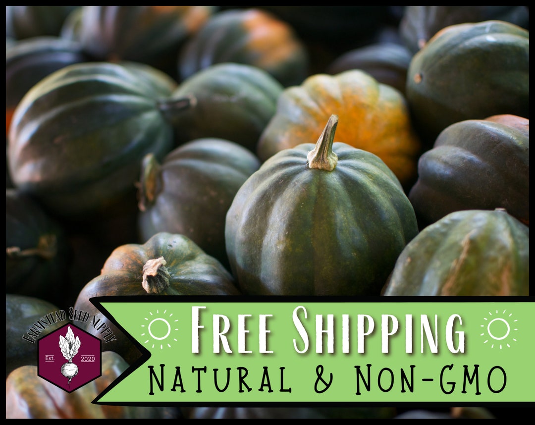 300 Acorn Squash Seeds (table Queen) | Heirloom, Non-gmo, Vegetable ... 300 Acorn Squash Seeds (table Queen) | Heirloom, Non-gmo, Vegetable ...