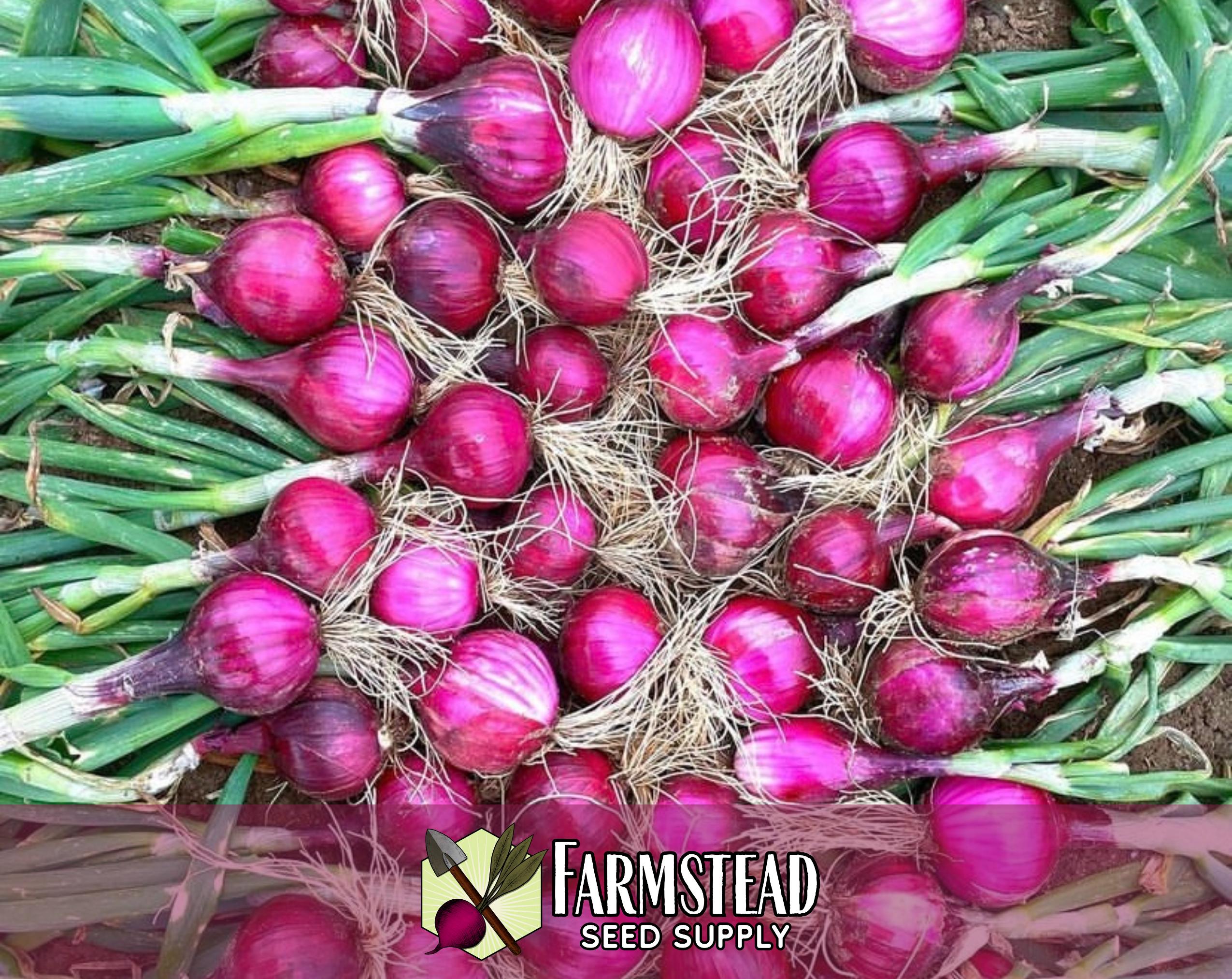 5,500 Onion Seeds (red Creole) | Heirloom, Non-gmo, Vegetable Garden ...
